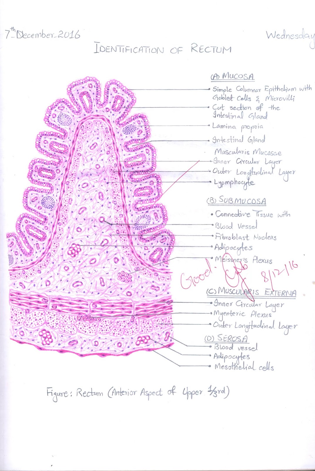 2nd Year Histology Diagrams