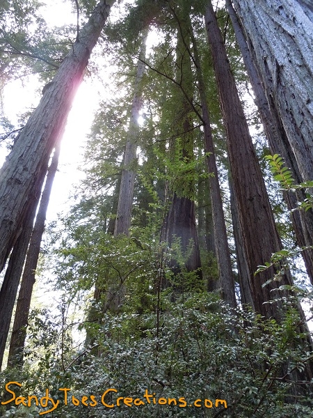 Fantastic Fields Trips in Santa Cruz County - Natural Parent Guide