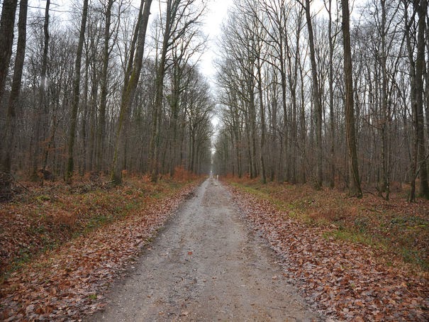 CabelKawan: Les plus belles forêts d'Europe