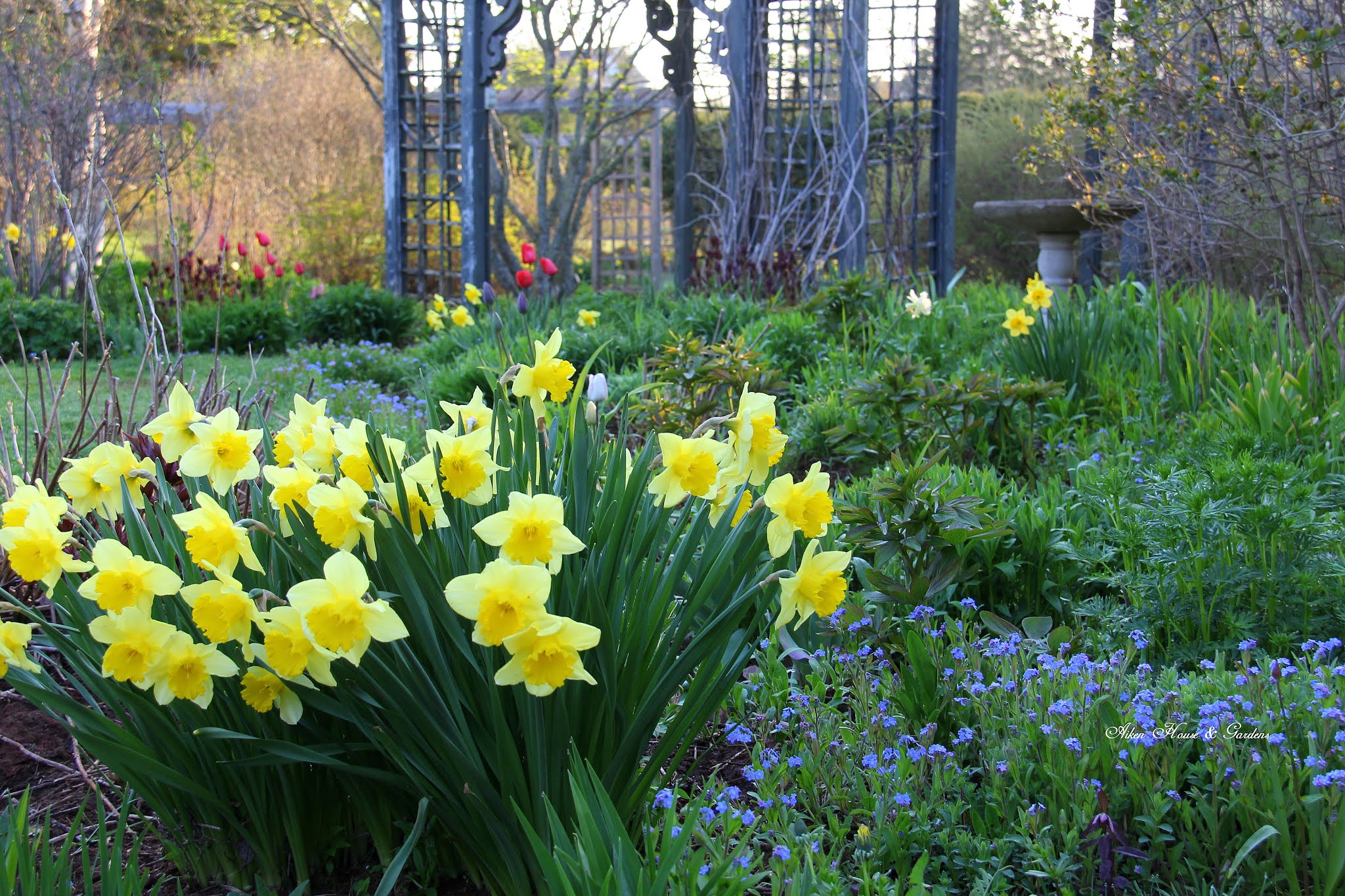 Aiken House & Gardens: Spring Color in our Garden