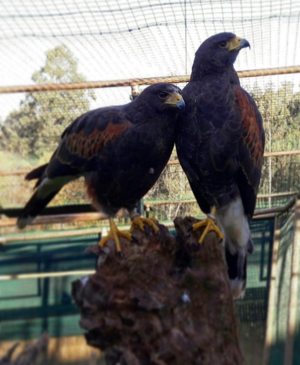 Descubriendo CORAX FAUNA , cuidado... amor... respeto animal.