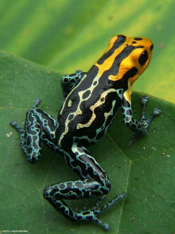 Beautiful Frogs