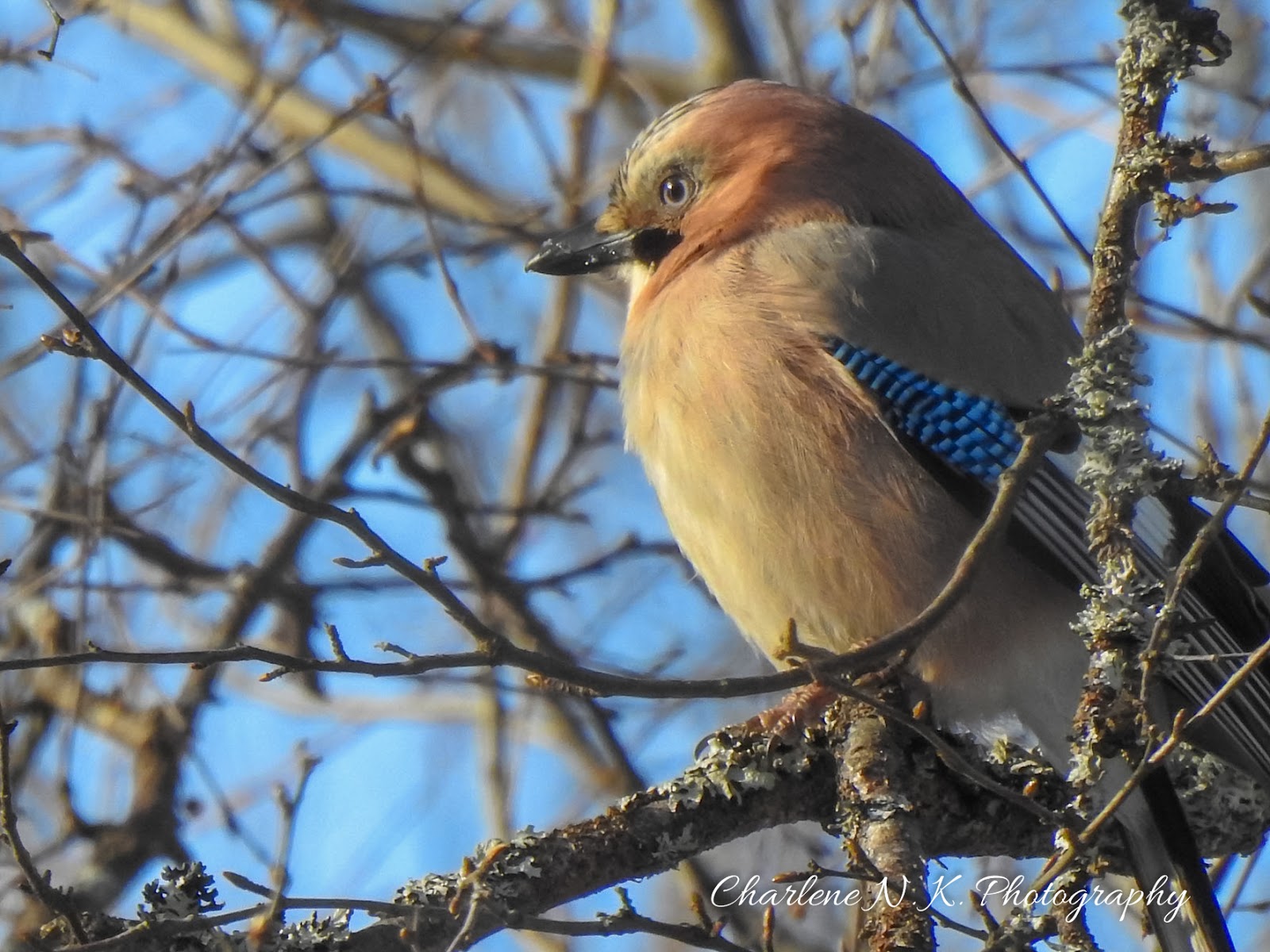 In Quest of a Scarce Bird |Blissful Solitary Wanderings