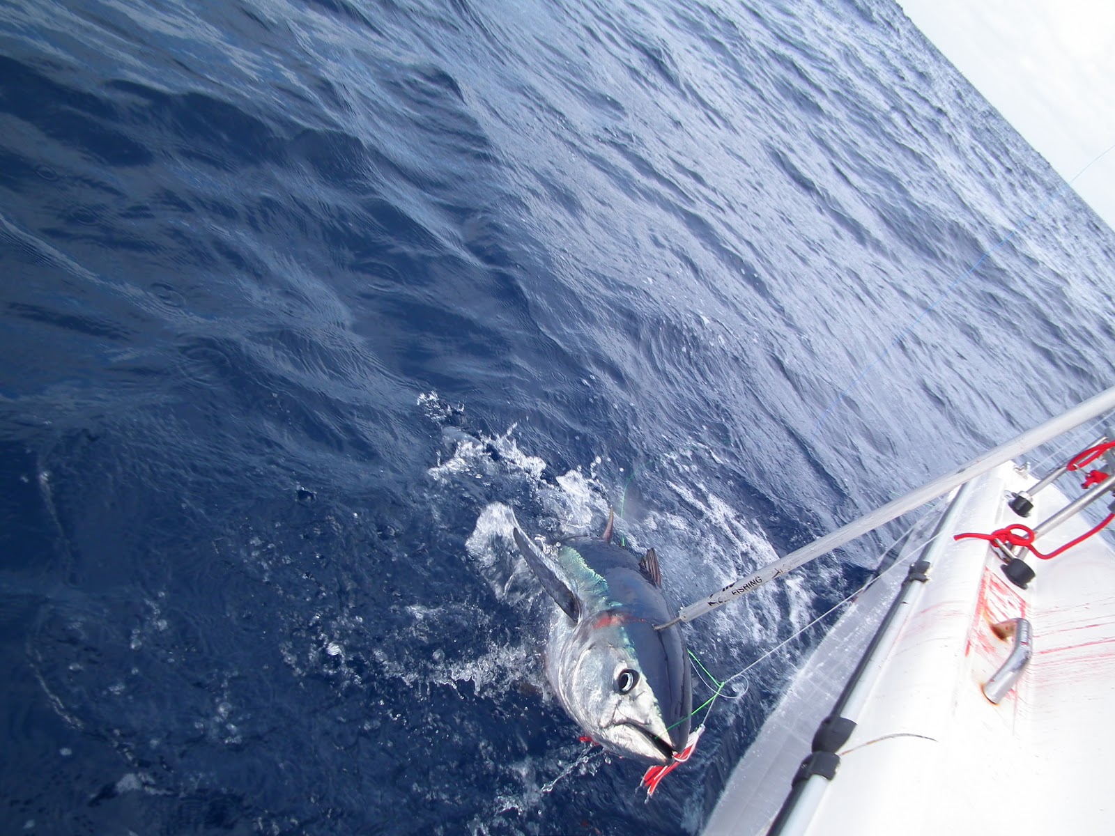 Portland Fishing Charters, Red Hot Fishing Charters, Bluefin Tuna ...