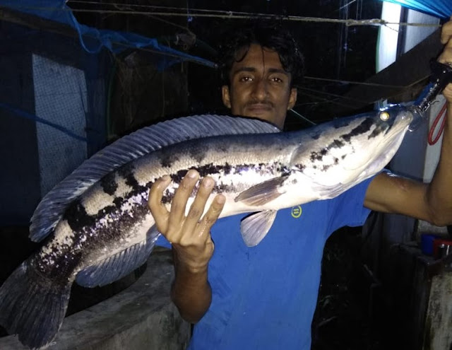 Puli Vaha Fish From Irikkur