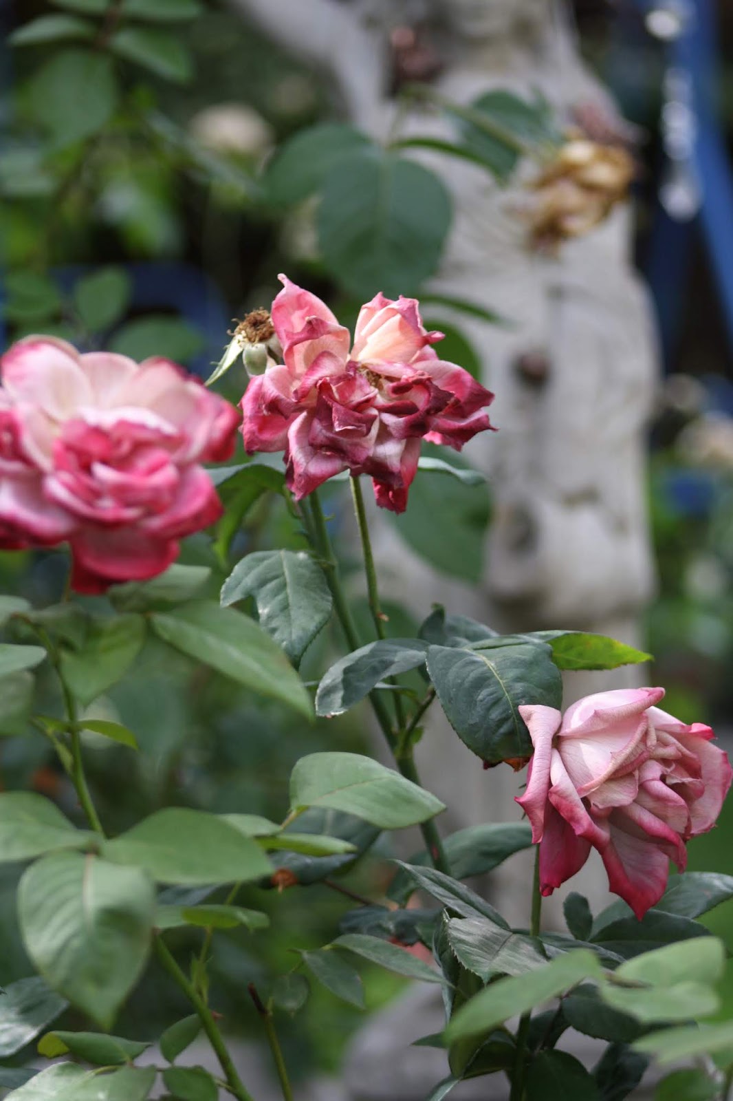 That old house in the roses: Cloud-heart