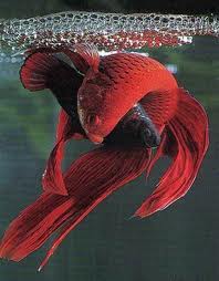 YourBettas: Betta Terminology