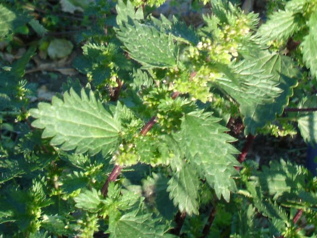 FLORS: Ortiga petita (Urtica urens)