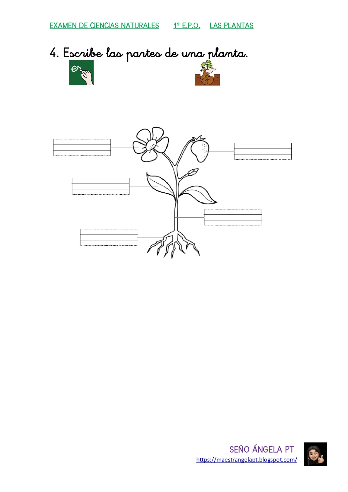 Seño Ángela PT: EXAMEN LAS PLANTAS 1º EPO