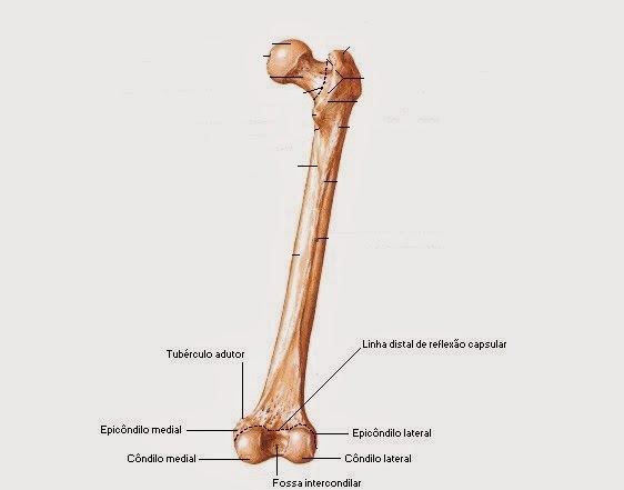 Membros Inferiores: Membro Inferior