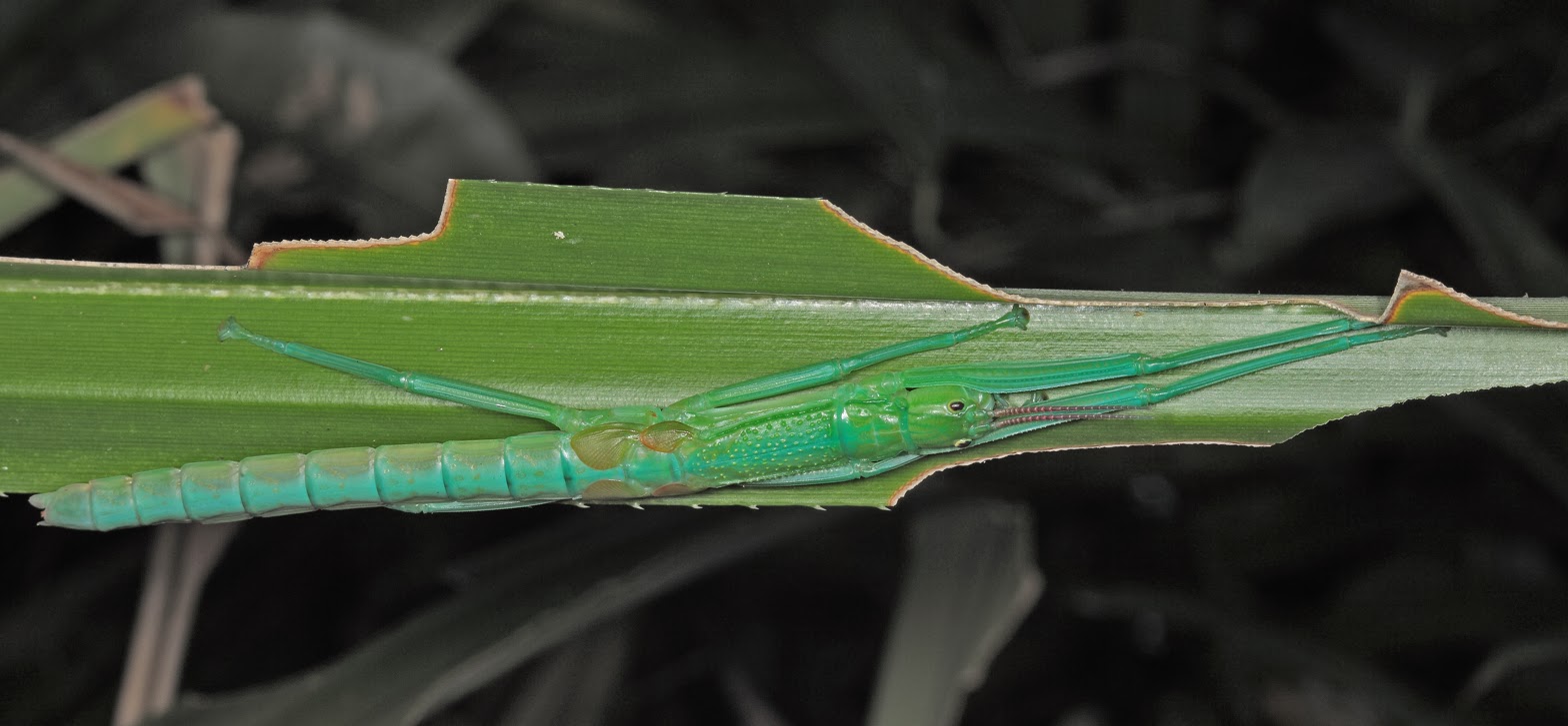 BunyipCo: The Peppermint Stick-insect
