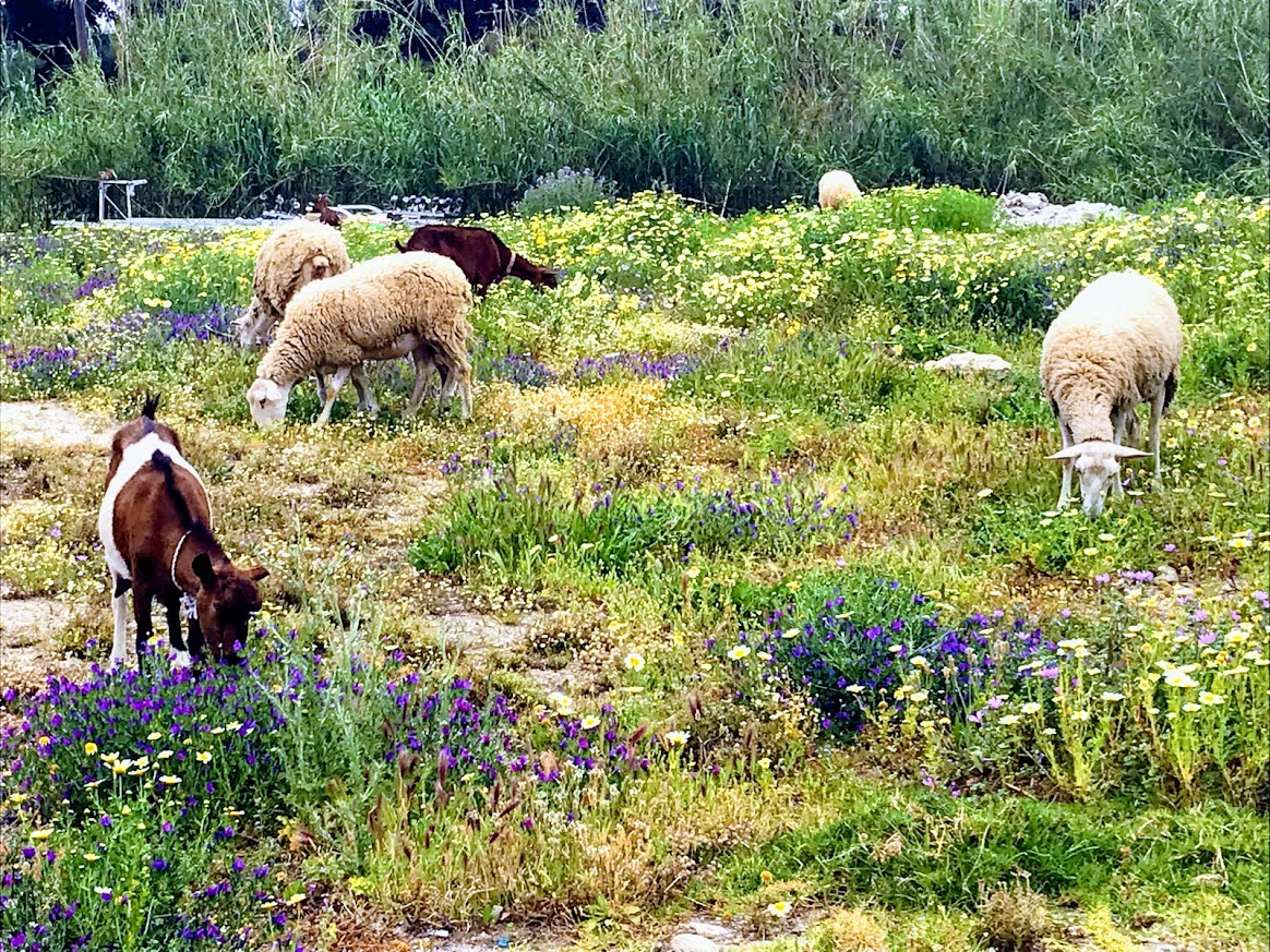 CME Limerick & Killaloe: Readings, hymns and sermon ideas for Sunday 22 ...