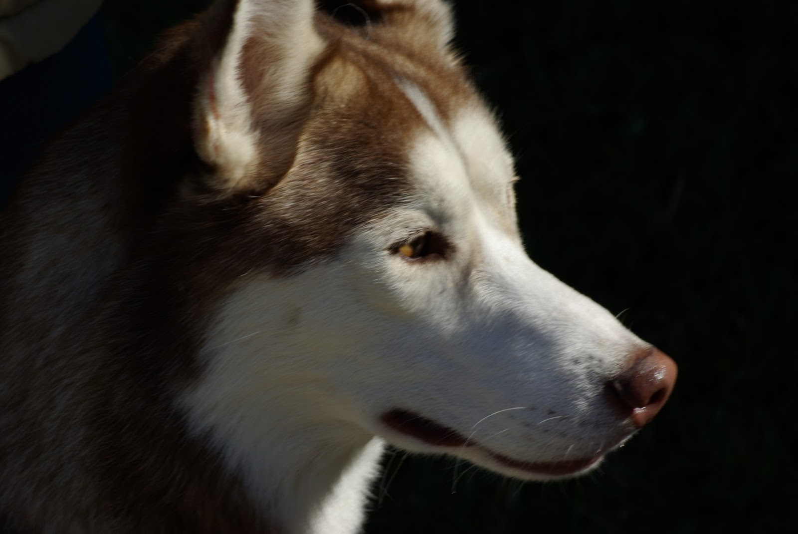 Robbin Neff Photography