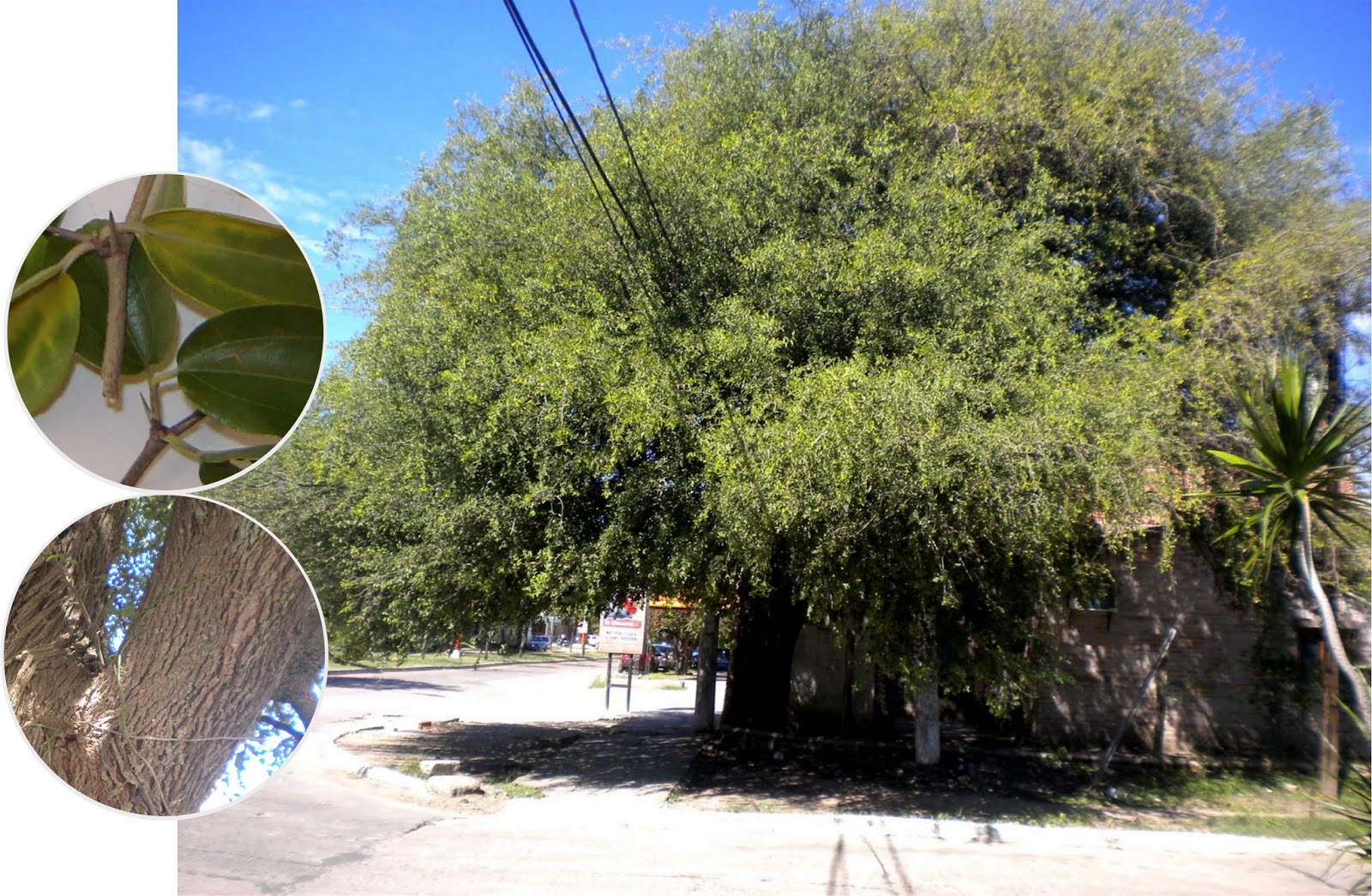 v e r d e c h a c o: Mistol