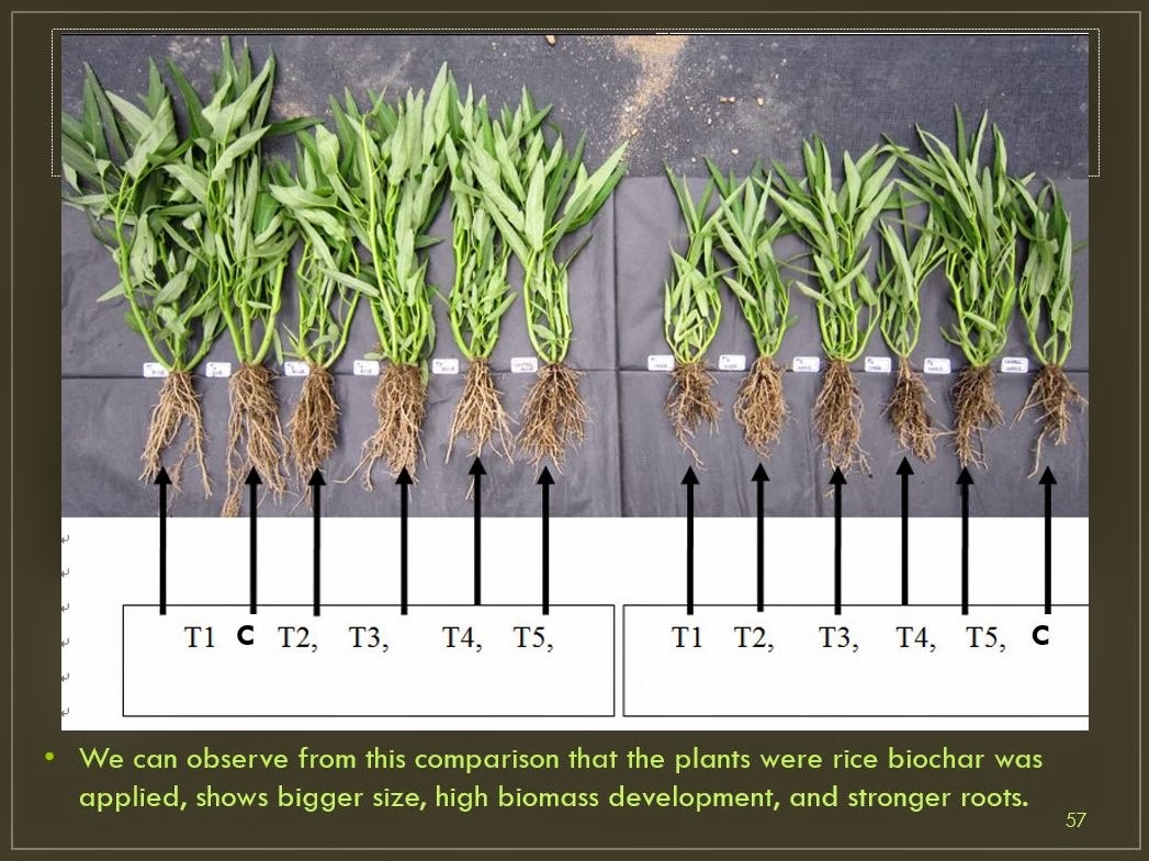Silicon content in rice husk biochar (RHB)