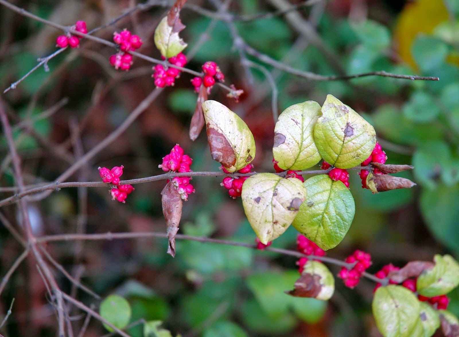 Field Biology in Southeastern Ohio: Sure Signs of the Fall Season