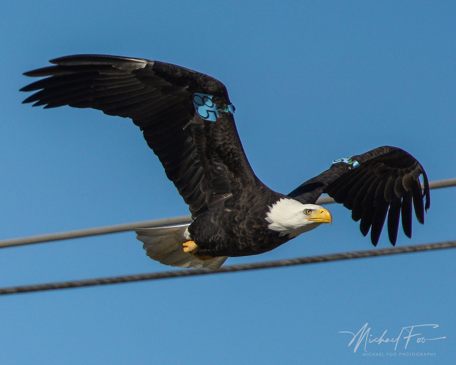 Michael Foo Photography: Chasing Eagles