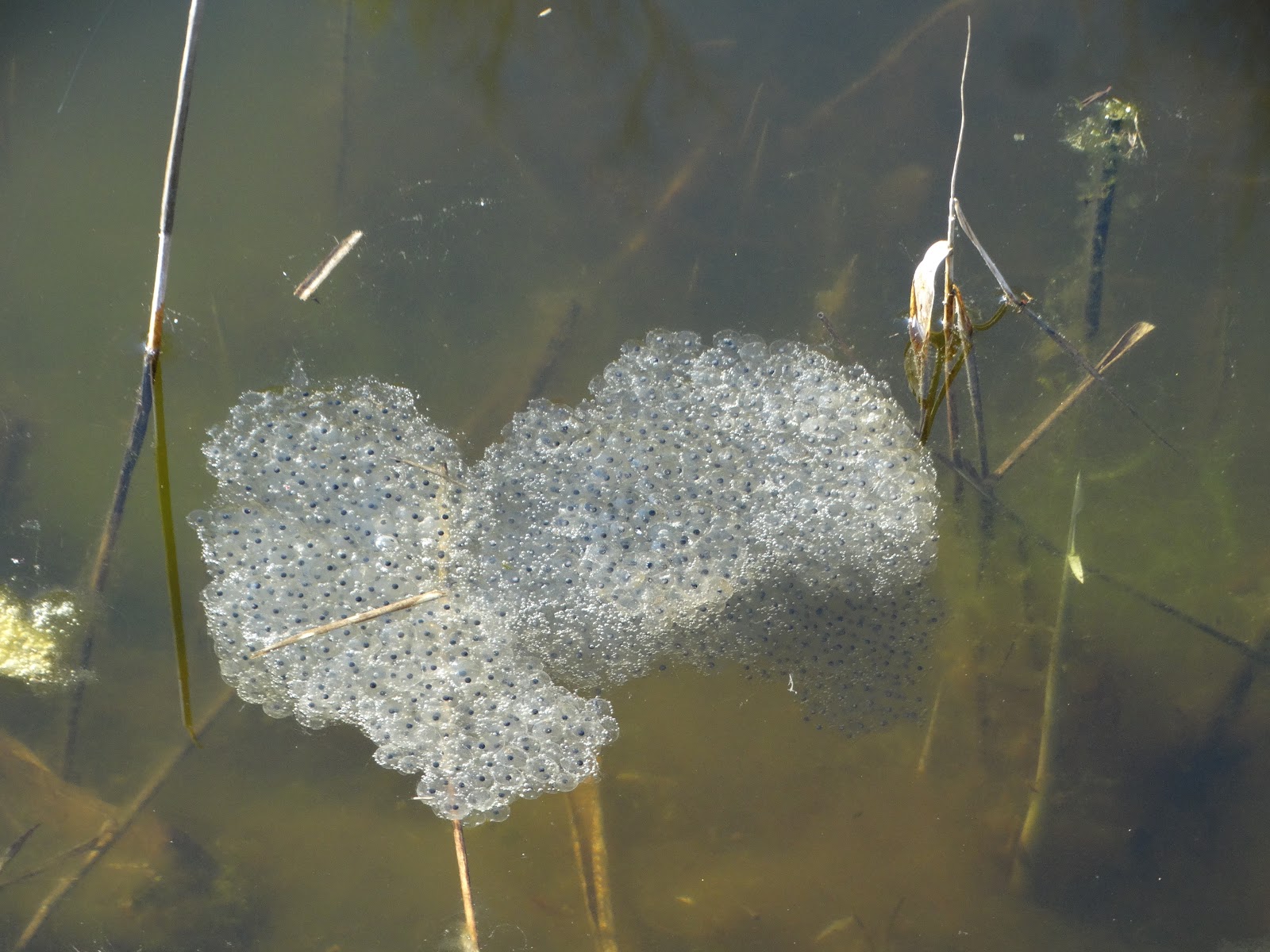 oog voor de natuur: Kikkerdril van de bruine kikker (Rana temporaria ...