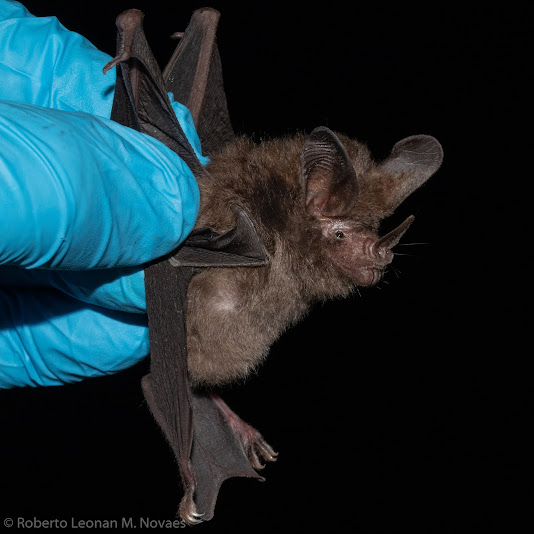 Morcegos do Brasil: Micronycteris megalotis