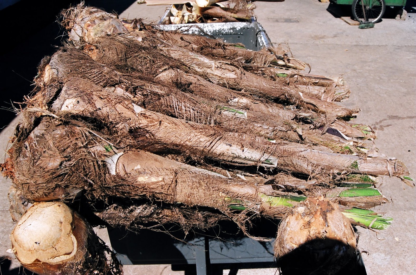 Gueroba [Syagrus oleracea (Mart.) Becc.] | A planta da vez