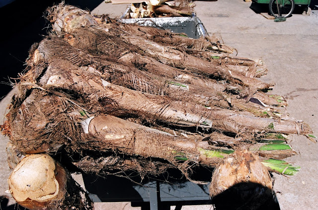 Gueroba [Syagrus oleracea (Mart.) Becc.] | A planta da vez