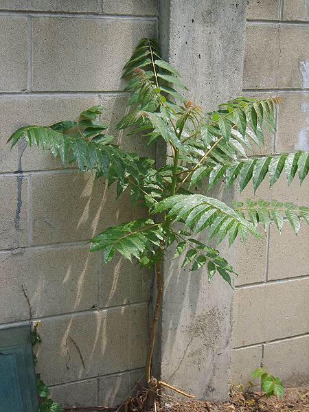 Damn Arbor: Invasive species: Ailanthus altissima (tree of heaven)