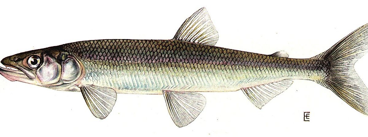 Artes de Pesca: ACTINOPTERYGII