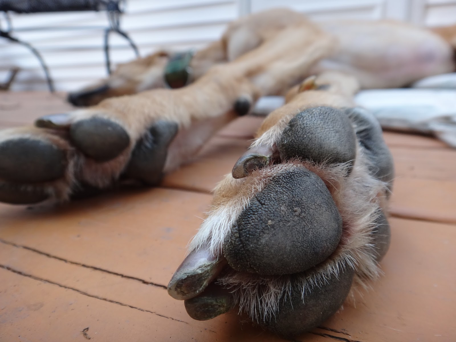 Northern Lights Greyhound Adoption Dog Blog: NLGA Photo Roundup -- Task ...