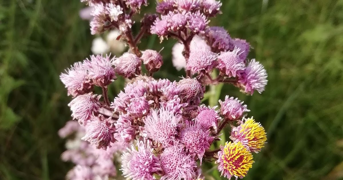 Flora Nativa de Entre Rios