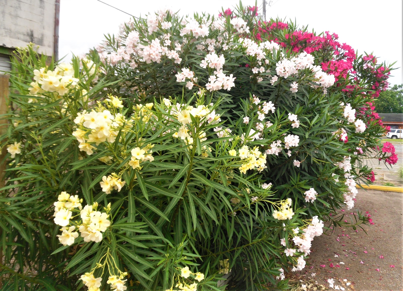 EL RRUN RRUN: AFTER A GOOD RAIN, LAURELES BIEN PRENDIDOS