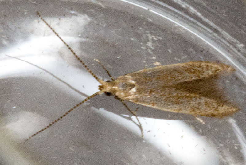 Jubilee Moths | Naturally