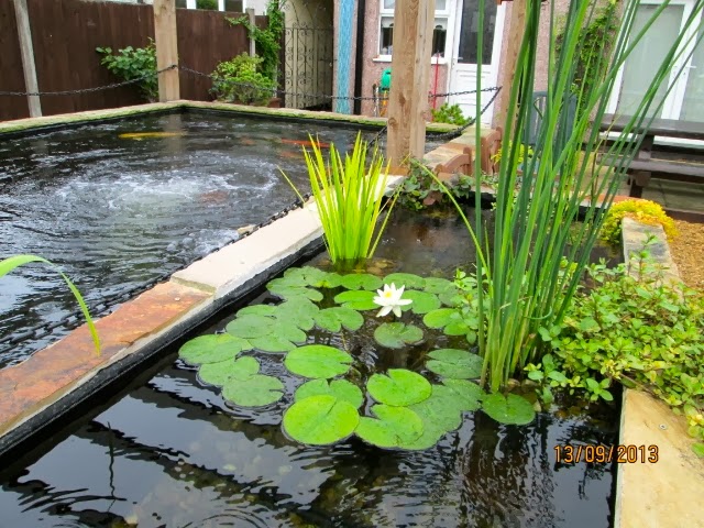 Anoxic Filtration System: By: Paul S. Filtration systems and where to ...