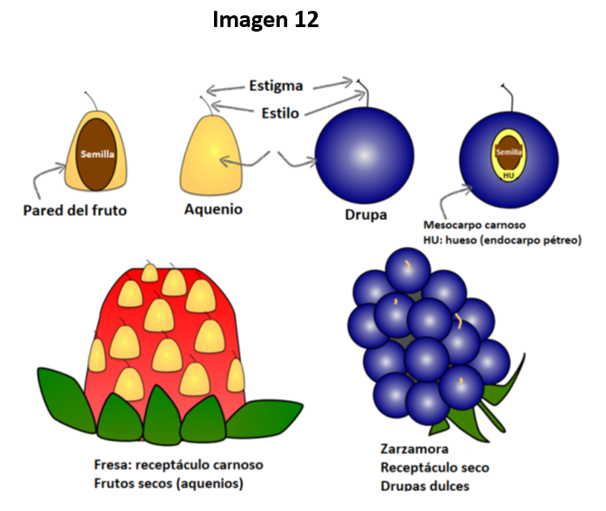 Sobre esto y aquello: Fresas: decenas de frutos en una fruta