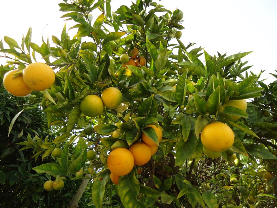 euMEDICINA: POMERANČE