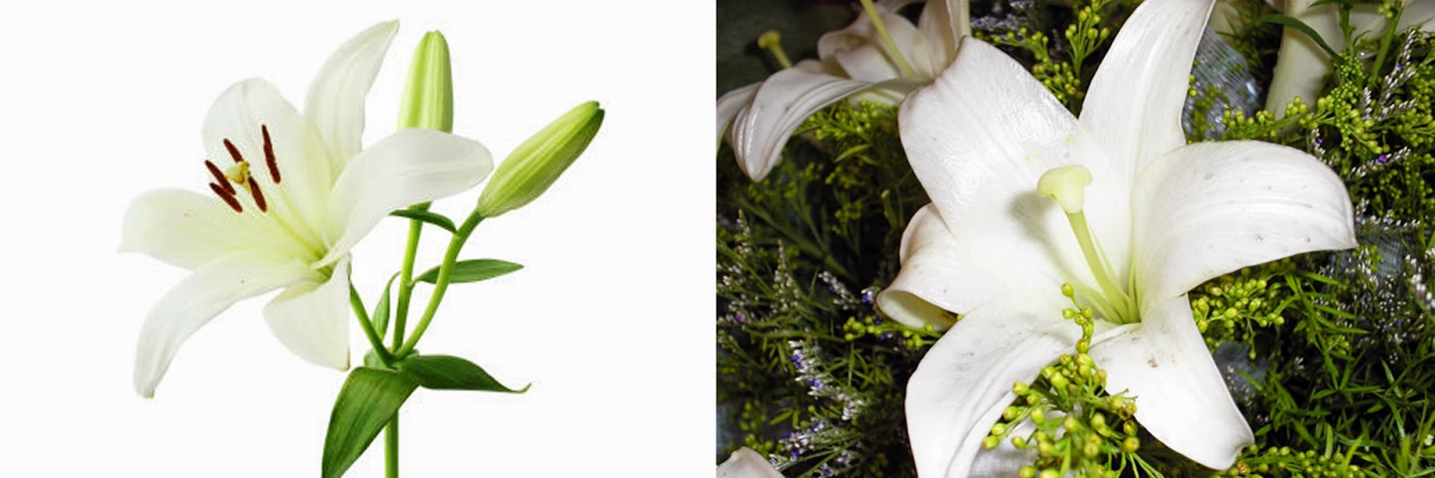 .: Senarai Harga Bunga Segar