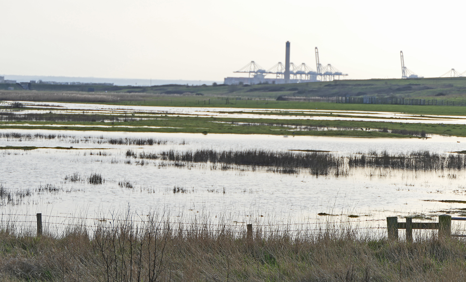 Bowers Marsh walk, February 2021 No. 8
