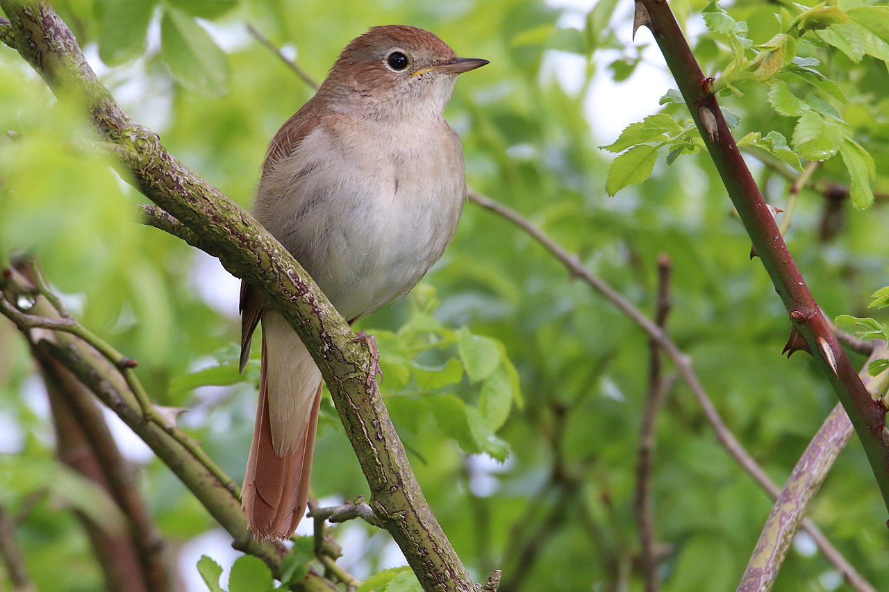 Common Nightingale - Discover Now - A picture gallery