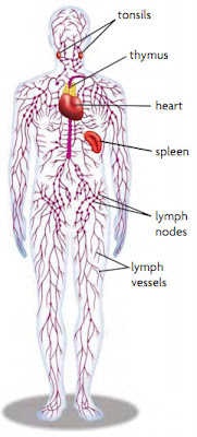 Fungsi Sistem Limfa - Perumperindo.co.id