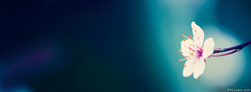 HD SHOOTZ: fb covers | hd fb cover | fb cover for time line | fb cover ...