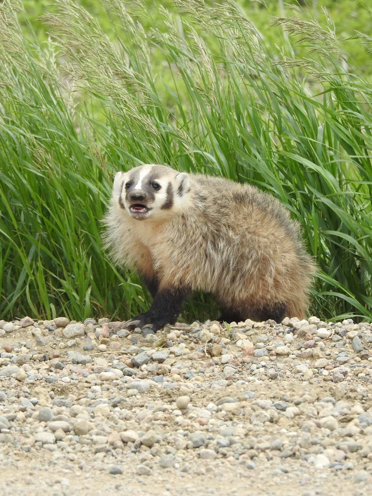 The view from here: Badgered in Saskatchewan
