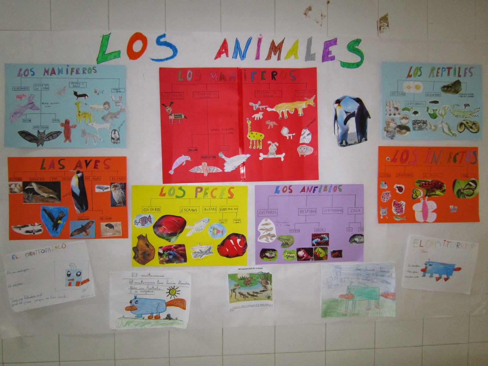 CEIP Aldebaran - Primer Ciclo -: PROYECTO DE LOS ANIMALES