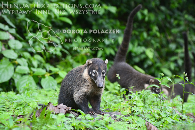 Dorota Polaczek - Wildlife & Nature Photography : Ostronosy - słodkie ...