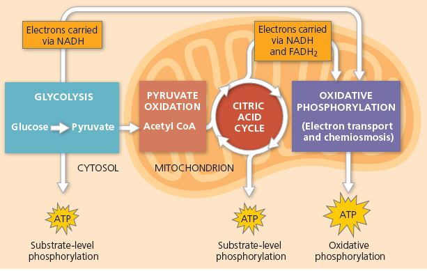 Cellular Respiration Overview
