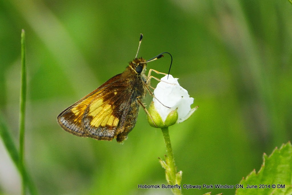 Nerdy for Birdy: Early June Butterfly Watching in Windsor