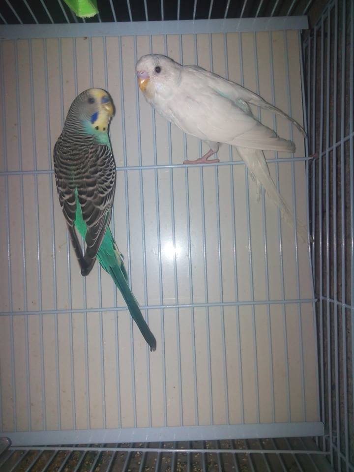 La perruche ondulée comme oiseau de compagnie - World Oiseaux