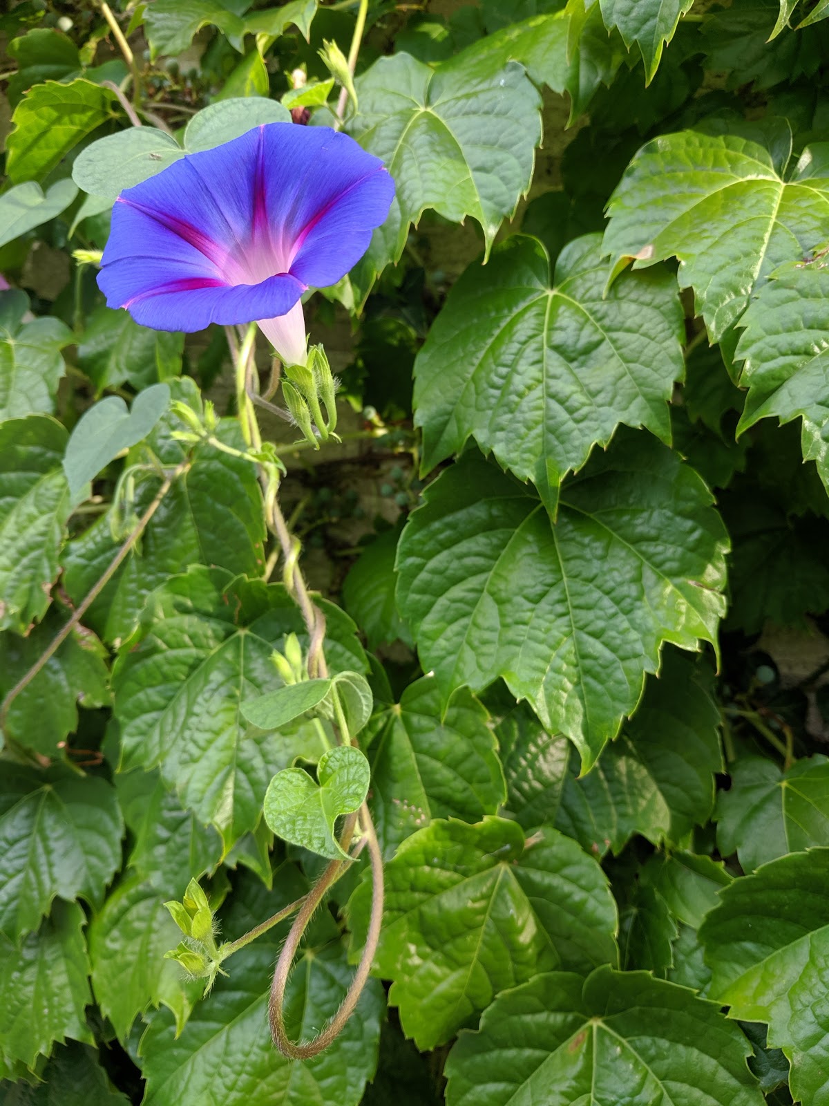 Impulse to Action: August Ravenwood Flowers