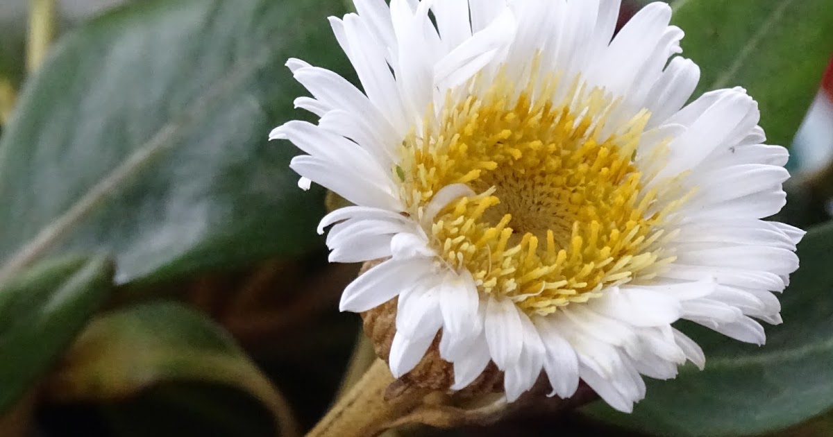 Trees For Canterbury