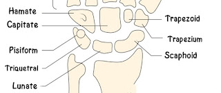 Carpal bones - Fracture, Age determination, Ossification & mnemonics