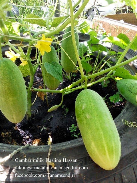 TanamSendiri.com -- Grow Your Own: Gambar Oleh Rakan Tanamsendiri ... TanamSendiri.com -- Grow Your Own: Gambar Oleh Rakan Tanamsendiri ...