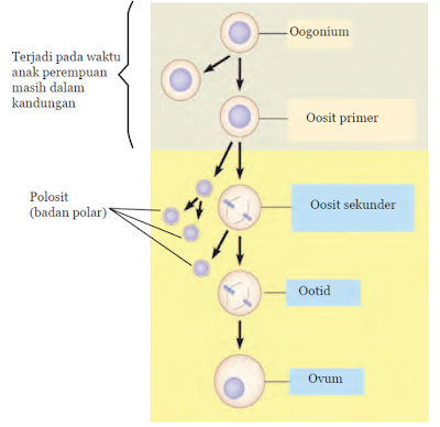 Pras Academy - SMP: Spermatogenesis dan Oogenesis, Proses Pembentukan ...